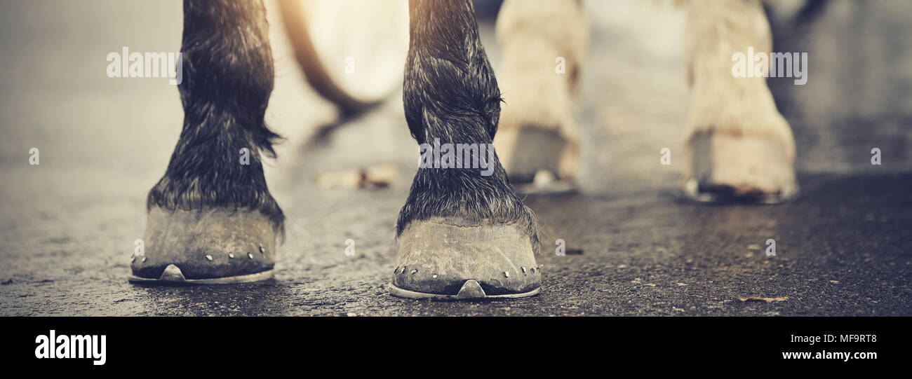 Sabot Animal Banque d'image et photos - Alamy