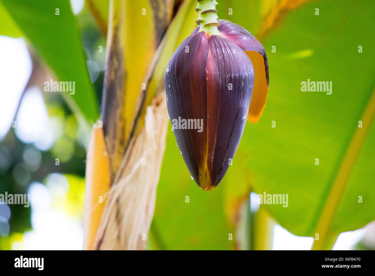Fleur de bananier dans la nature Banque de photographies et d’images à ...