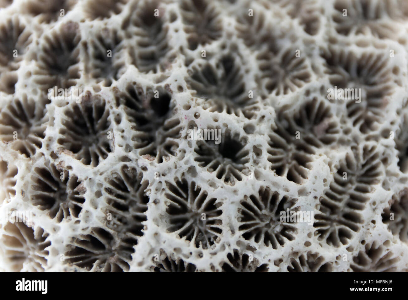 Squelette de corail Banque de photographies et d’images à haute ...
