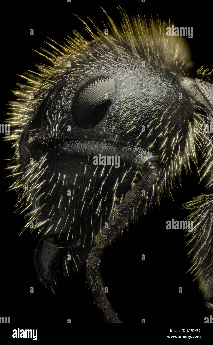 Fourmi tete Banque de photographies et d’images à haute résolution - Alamy