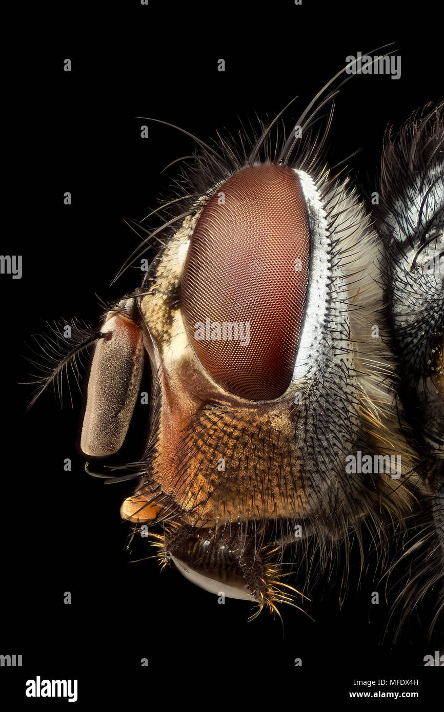 Wildlife stack for insects Banque de photographies et d’images à haute ...