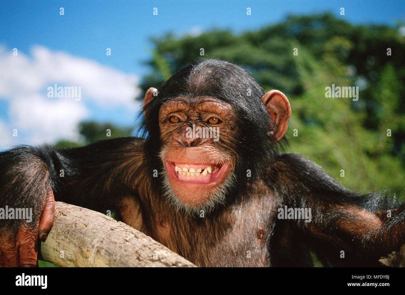 Chimpanzee grin Banque de photographies et d’images à haute résolution ...