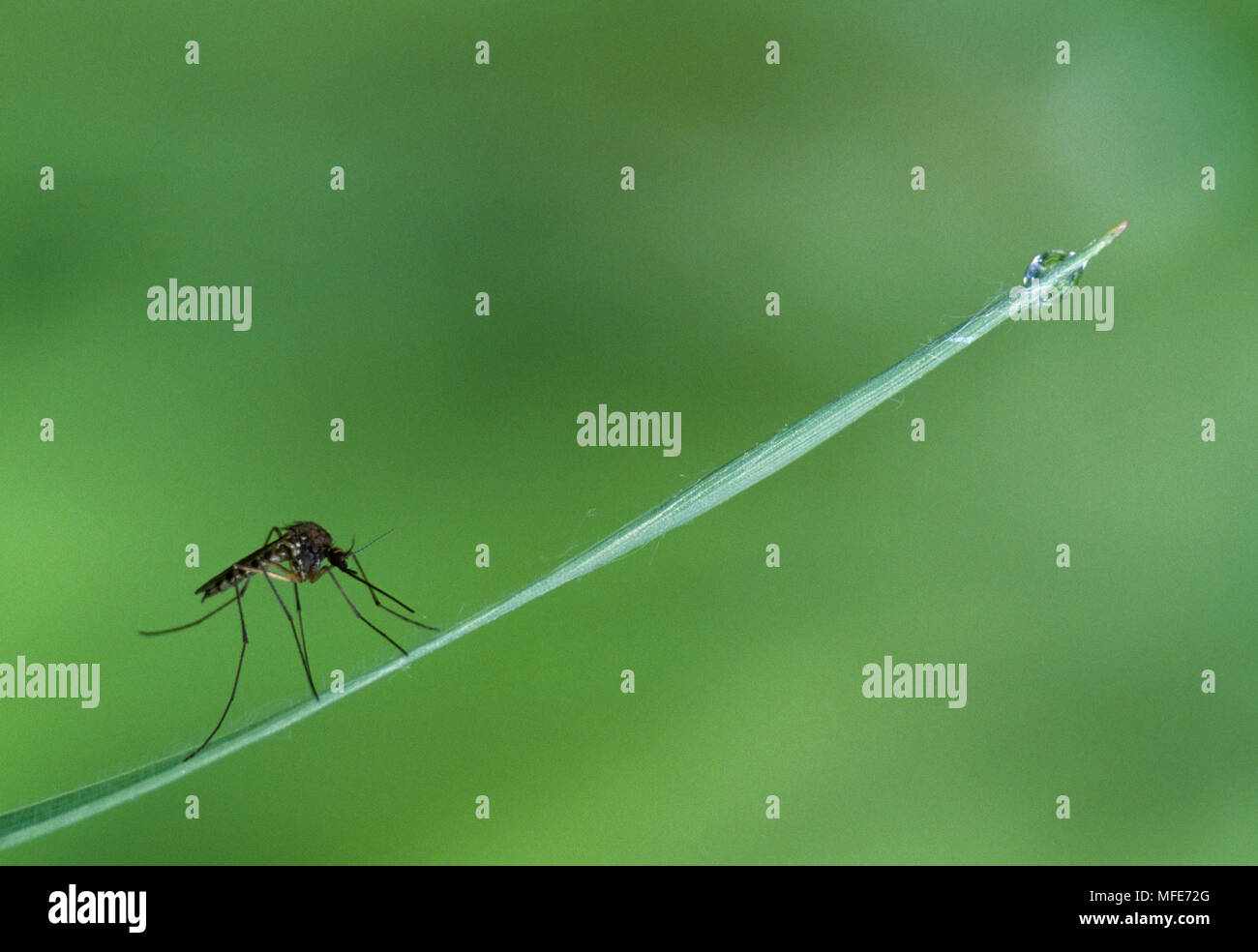 Culex sp Banque de photographies et d’images à haute résolution - Alamy