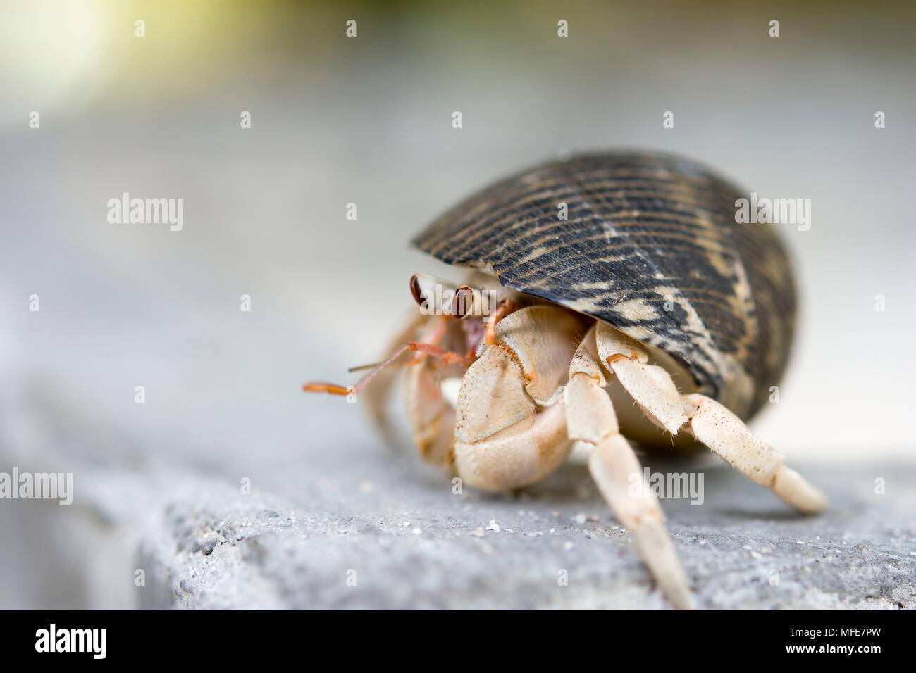 Bernard l'hermite Banque de photographies et d’images à haute ...