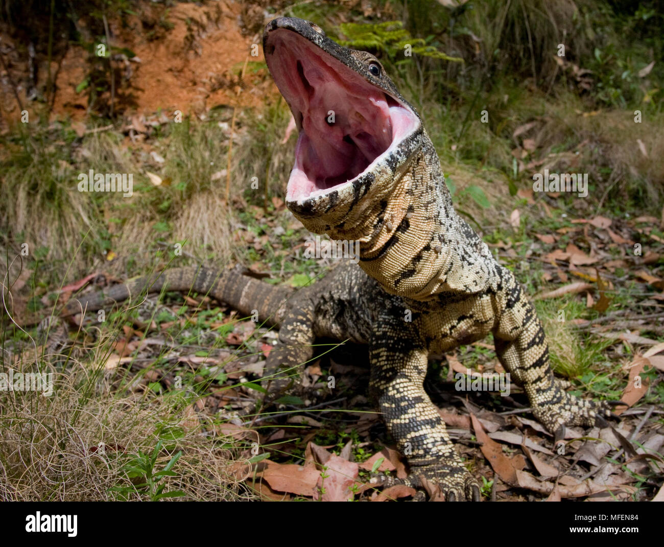 Tuggolo sf Banque de photographies et d’images à haute résolution - Alamy