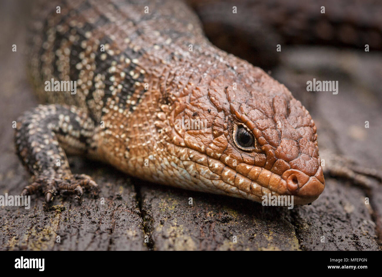 Tuggolo sf Banque de photographies et d’images à haute résolution - Alamy