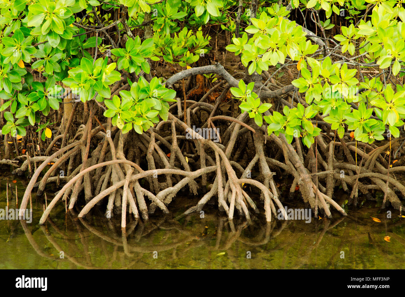 Les mangroves sont différentes sortes d'arbres jusqu'à moyenne et d ...