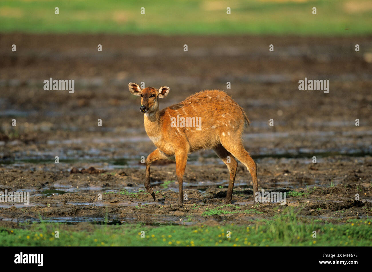 Sitatunga in swamp Banque de photographies et d’images à haute ...
