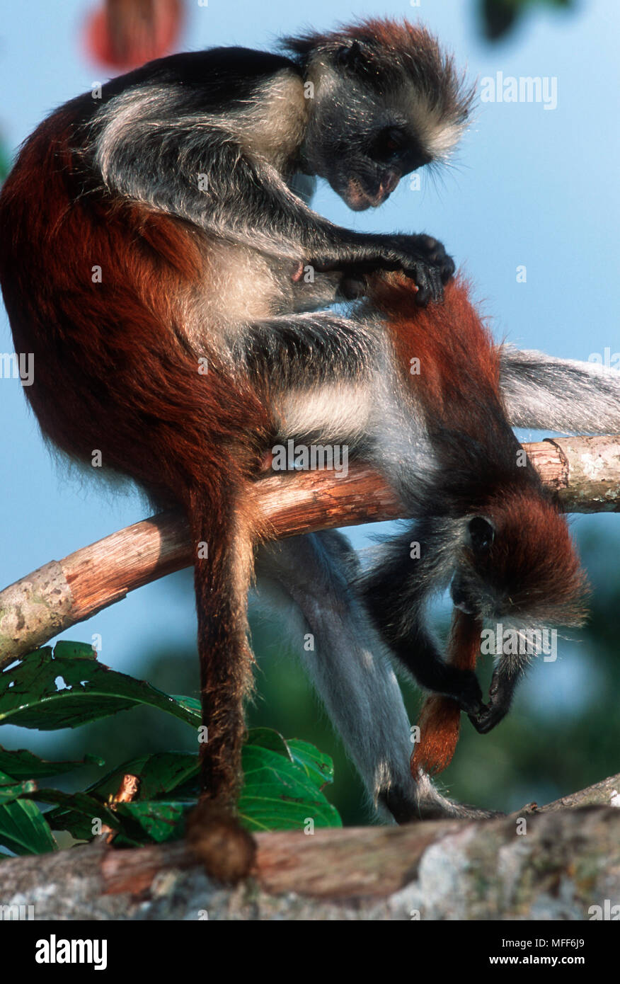 ZANZIBAR COLOBUS ROUGE Procolobus badius kirkii toilettage mutuel dans ...