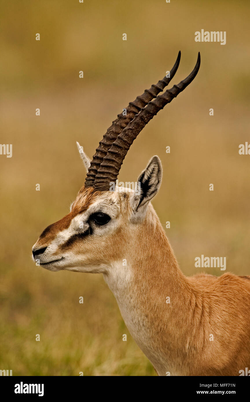 La gazelle de Thomson mâle Gazella thomsoni Parc national Amboseli, au ...