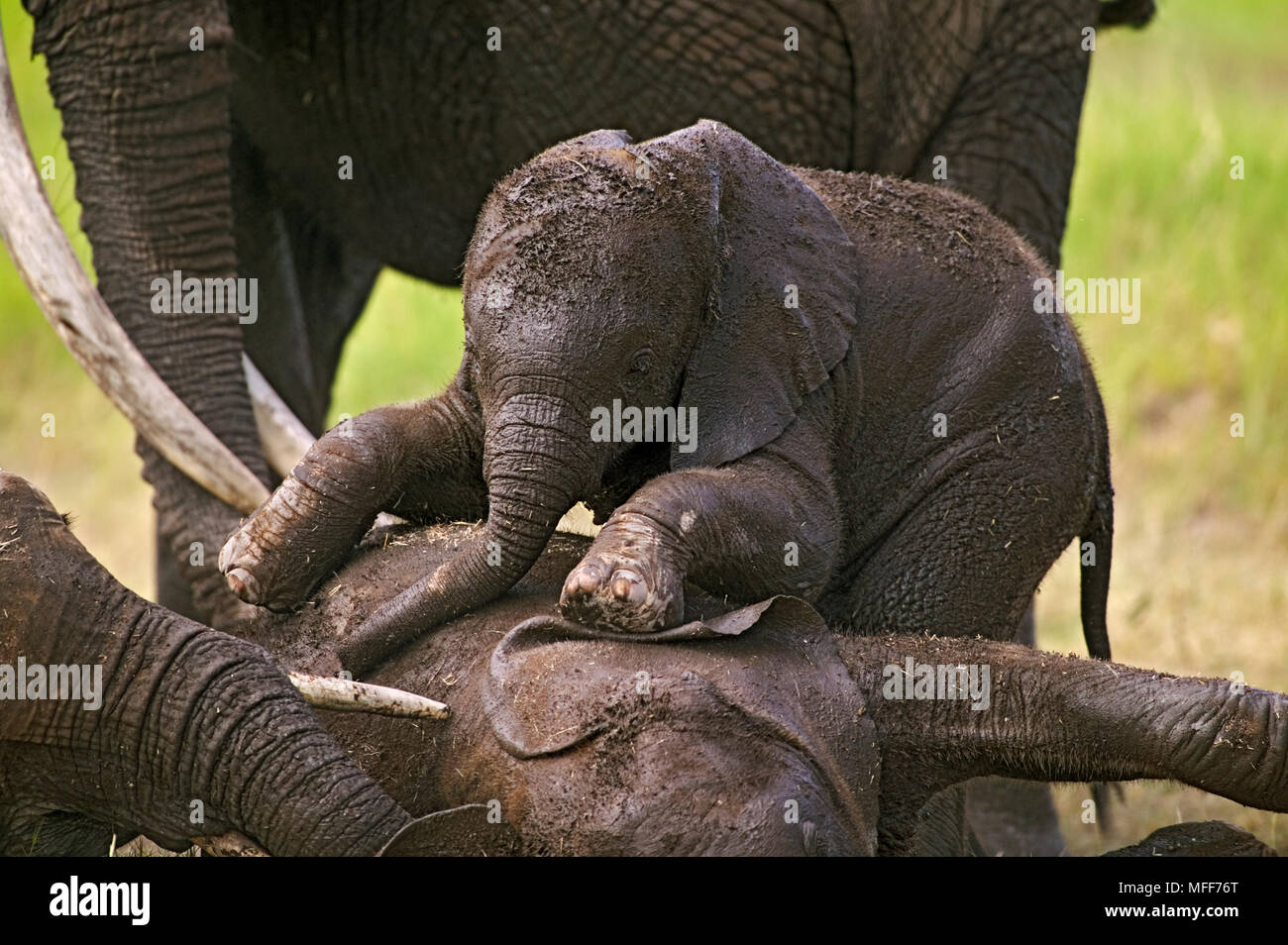 L'éléphant d'Afrique Loxodonta africana Calf se couche pour dormir ...
