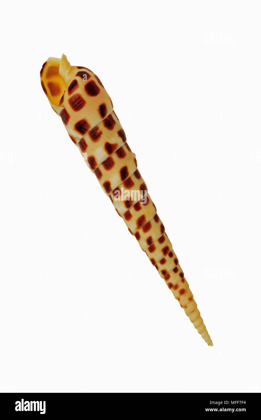 Terebra subulata Banque de photographies et d’images à haute résolution ...