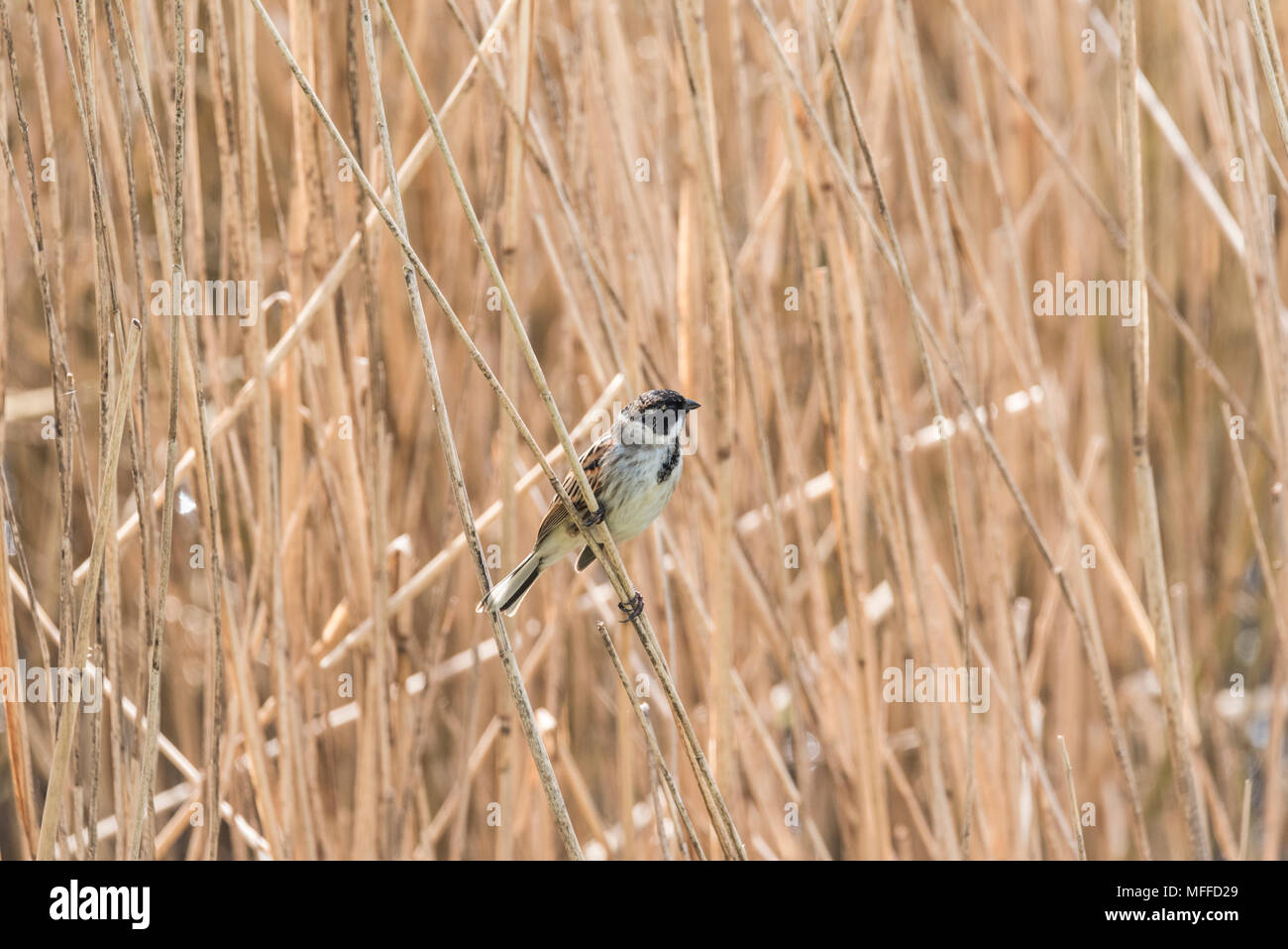 Bruant des roseaux Banque de photographies et d’images à haute ...