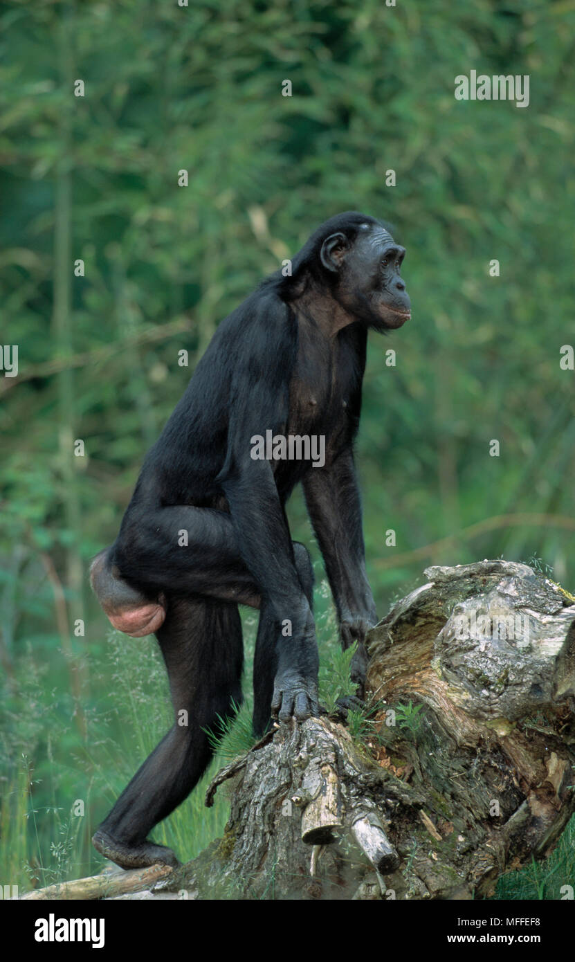 BONOBO ou chimpanzé nain pan paniscus femelle (N.-B.) Les femmes ont ...