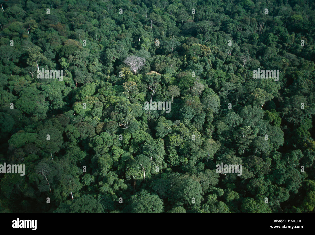 Congo rainforest canopy Banque de photographies et d’images à haute ...