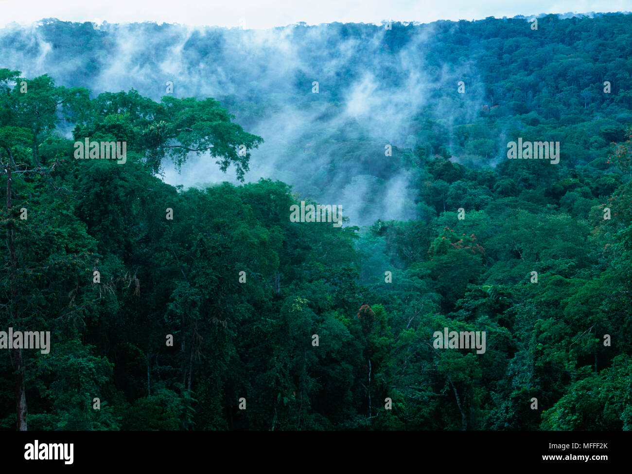 La canopée de la forêt tropicale du Bassin du Congo, Gabon Photo Stock ...