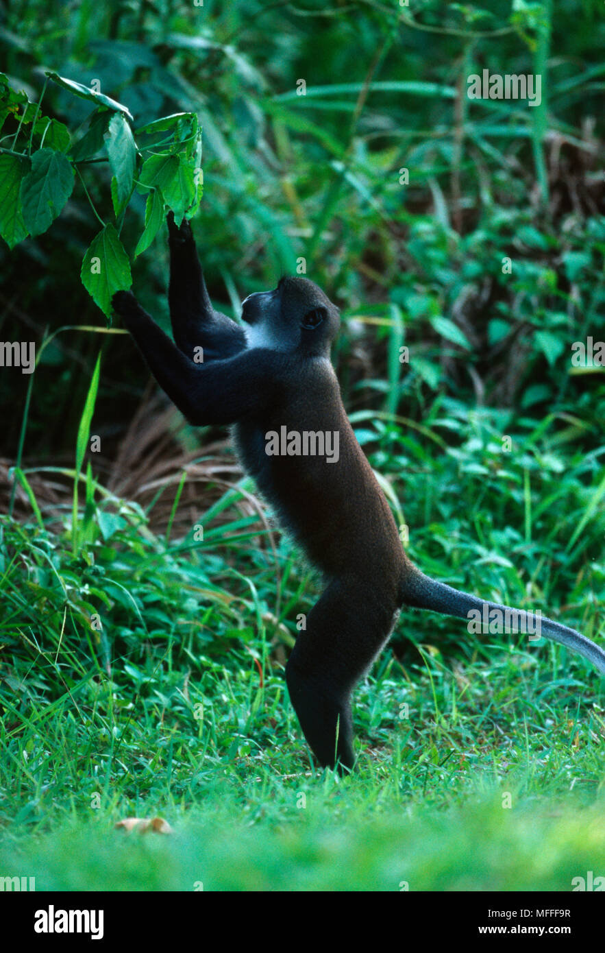 Cercopithecus solatus Banque de photographies et d’images à haute ...
