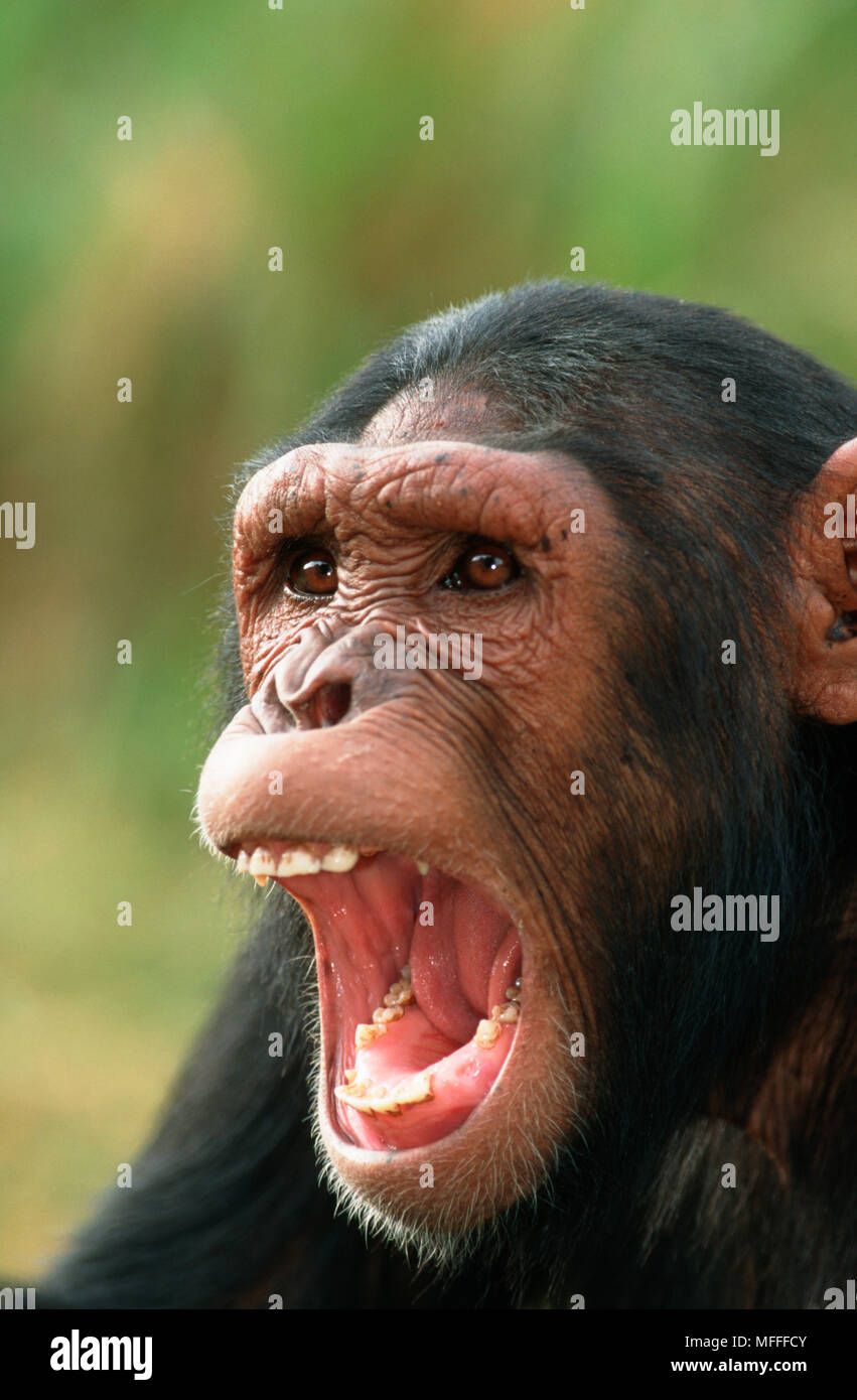 Chimpanzee grin Banque de photographies et d’images à haute résolution ...