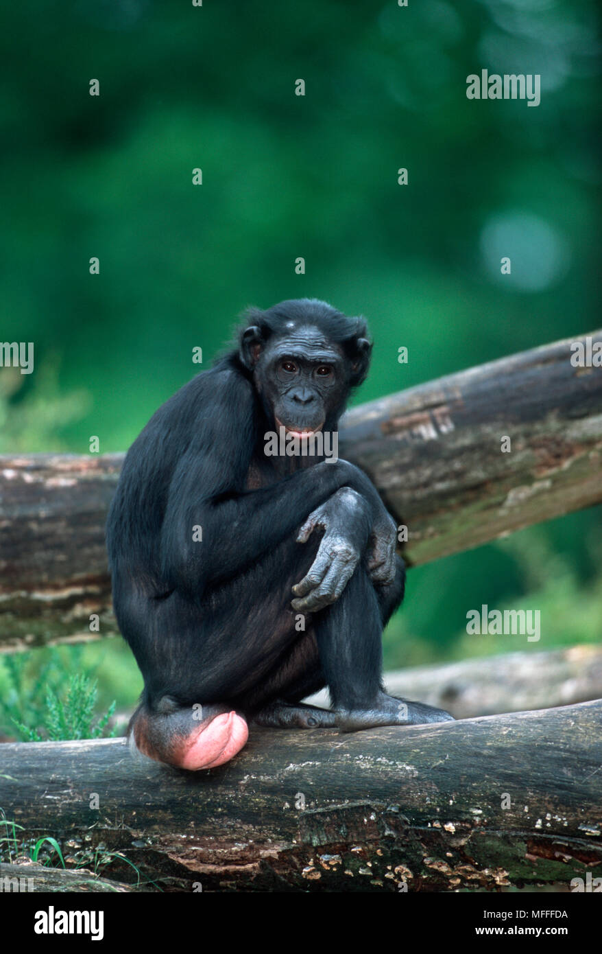 BONOBO ou chimpanzé nain pan paniscus femelle avec un gonflement ...