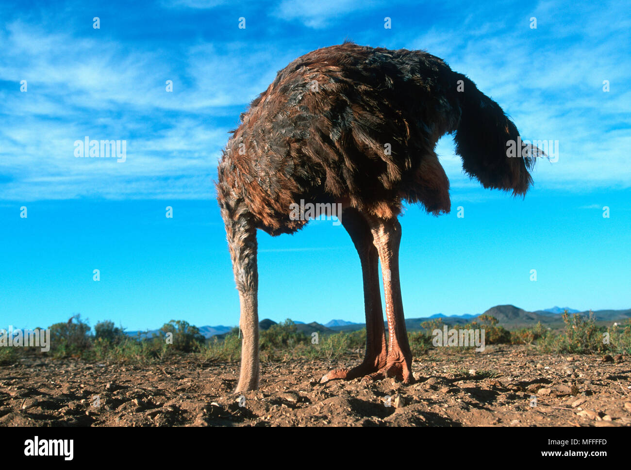 Ostrich head in sand Banque de photographies et d’images à haute ...