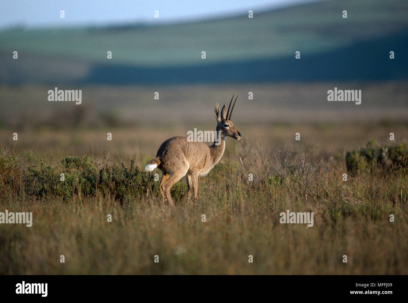 Vaal rhebok Banque de photographies et d’images à haute résolution - Alamy