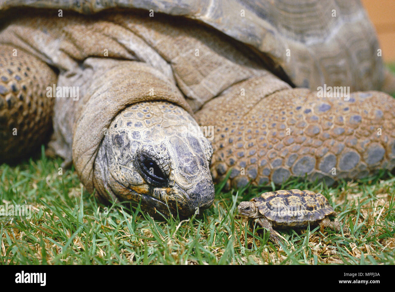 Tête de tortue d'Aldabra Geochelone gigantea avec détails ROADWALKER ...