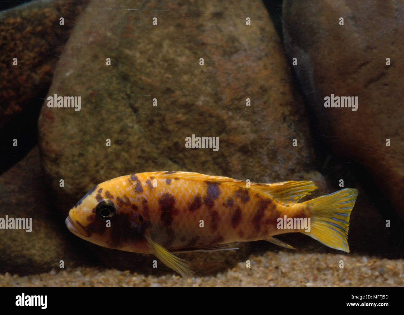 Malawi Lake Cichlid Africa Photos & Malawi Lake Cichlid Africa Images ...