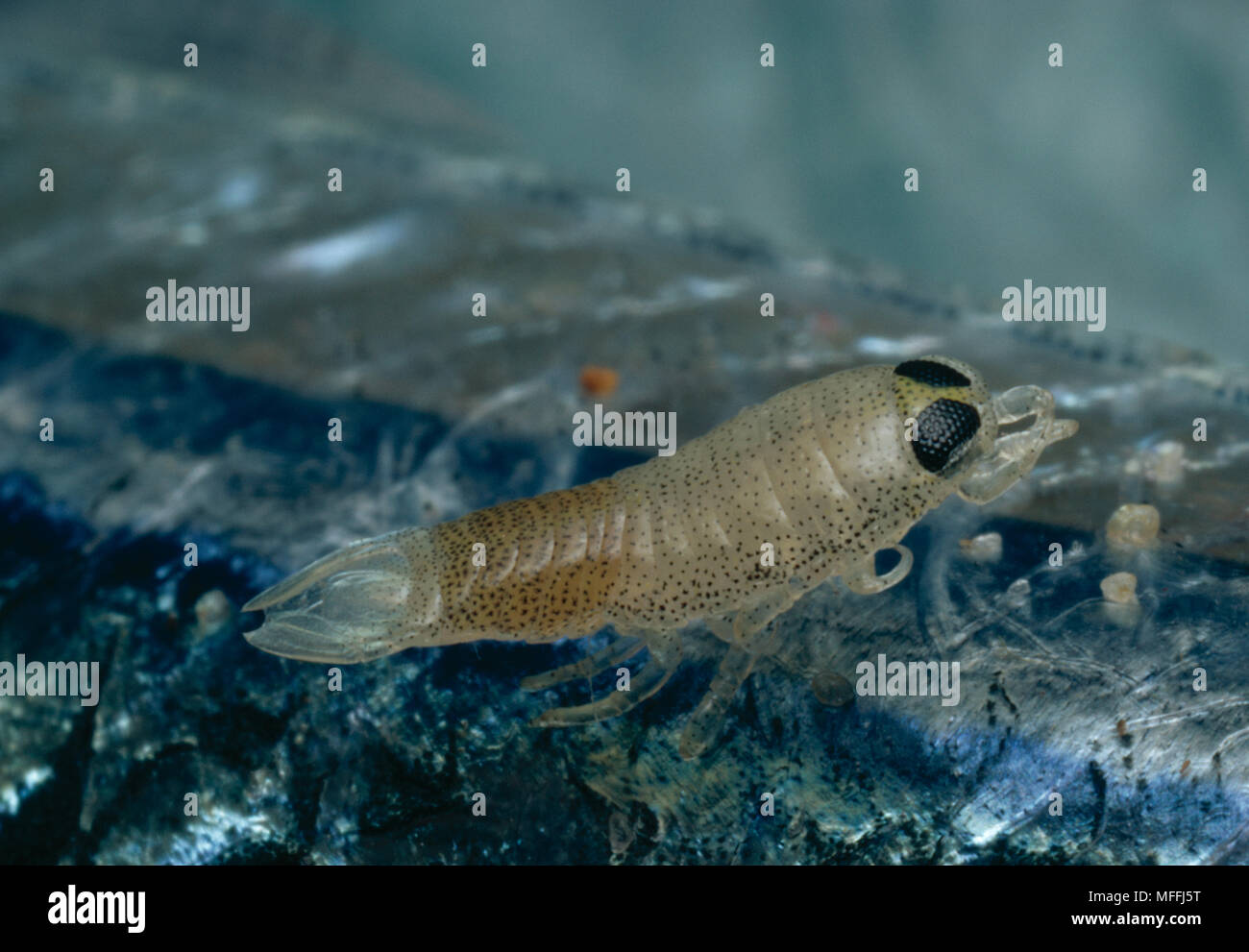 Parasite des poissons marins Banque de photographies et d’images à ...