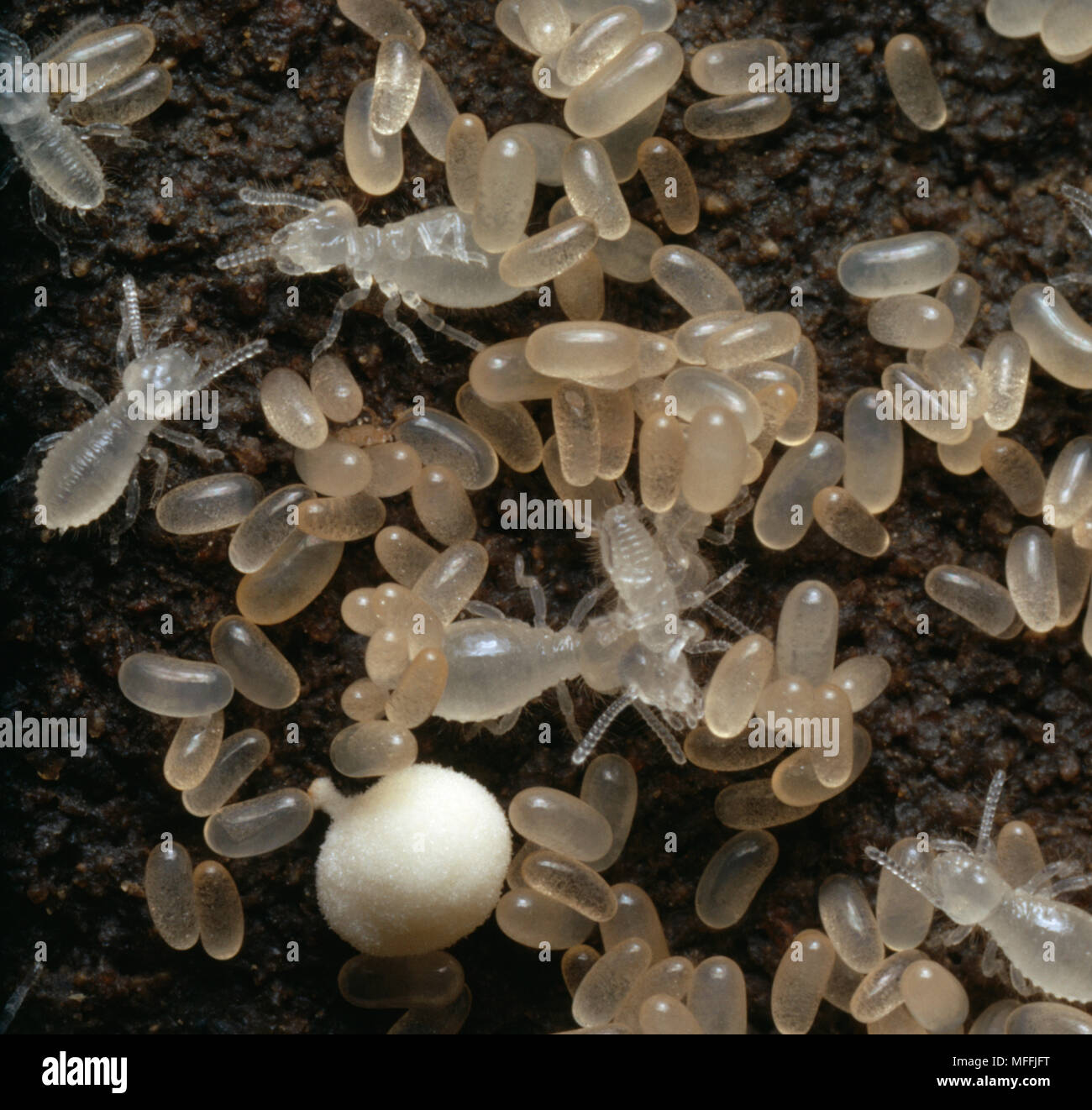 Les œufs et larves de termites Macrotermes michaelseni (larves nouveaux ...