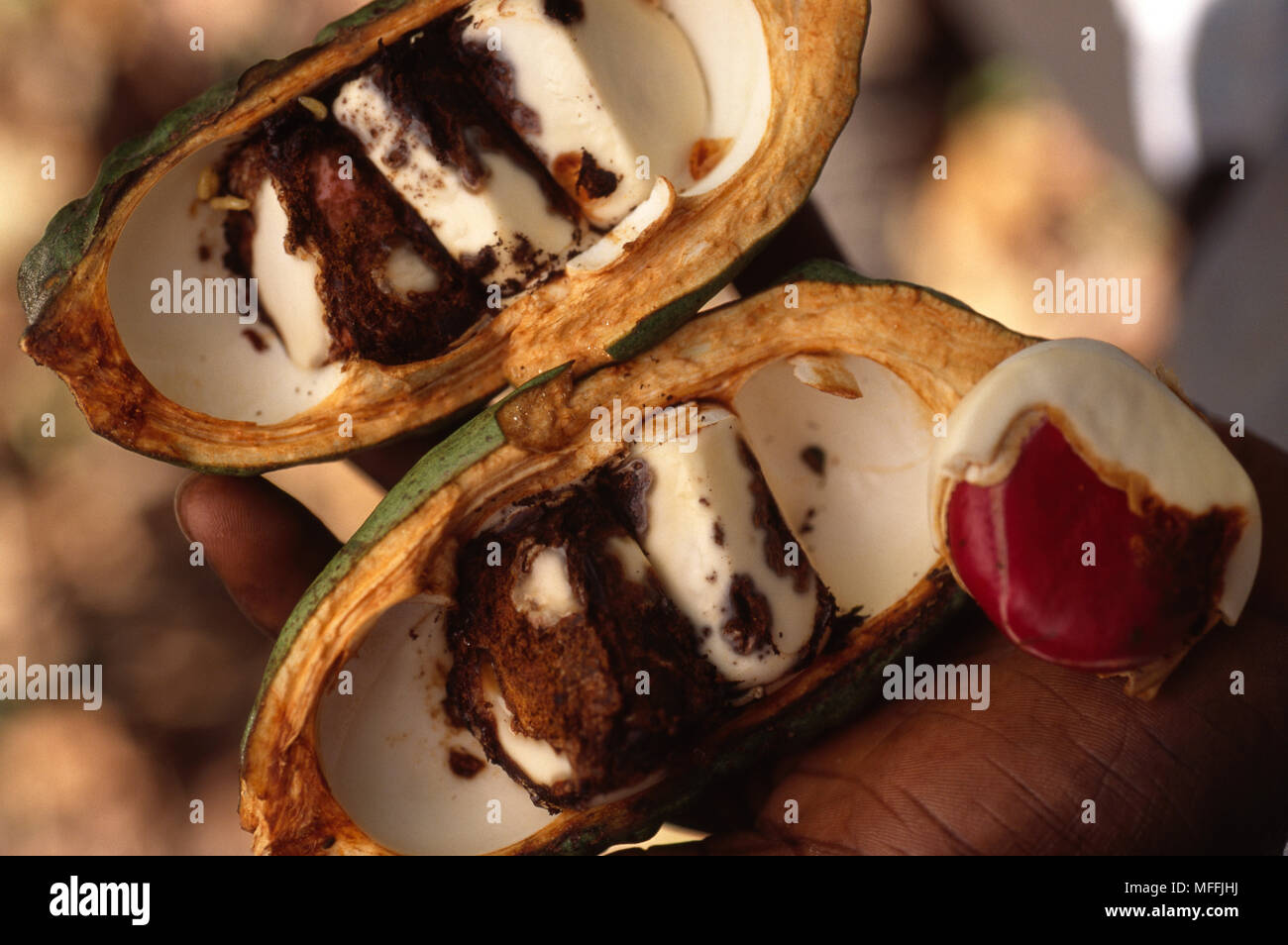 Dans les noix de kola Cola nitida contiennent de la caféine, utilisée ...