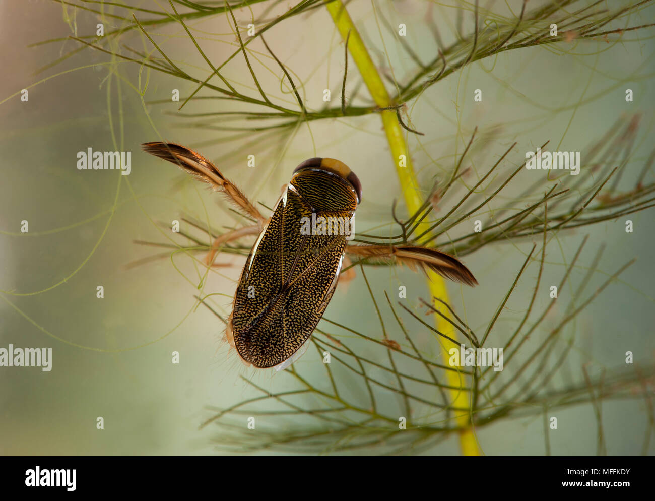 Corixa sp Banque de photographies et d’images à haute résolution - Alamy