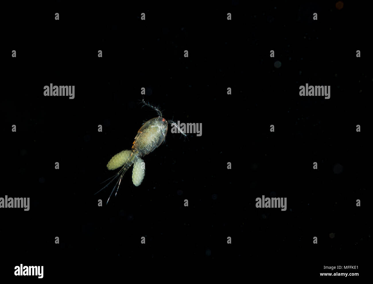 Cyclope sp Banque de photographies et d’images à haute résolution - Alamy