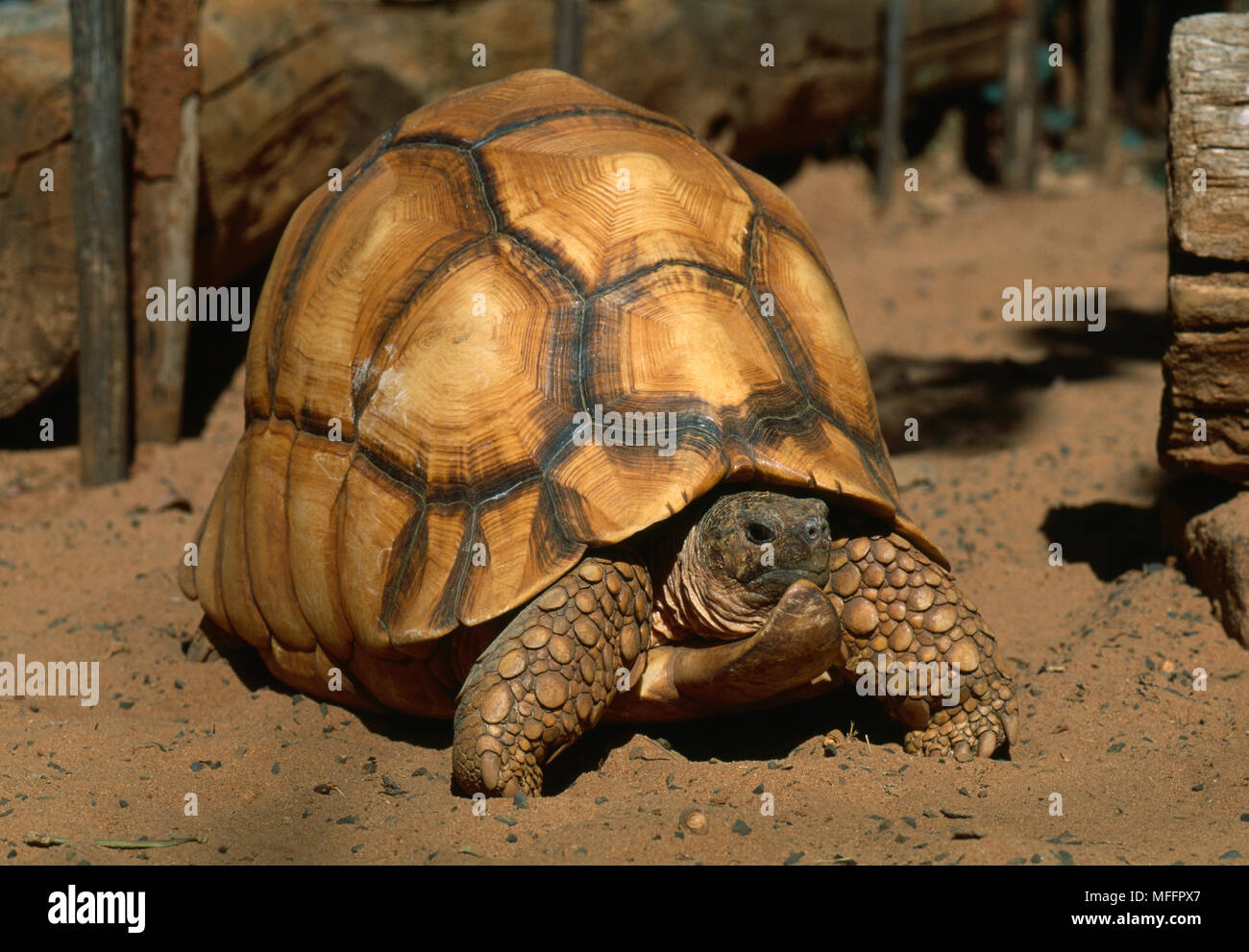 Angonoka tortoise Banque de photographies et d’images à haute ...