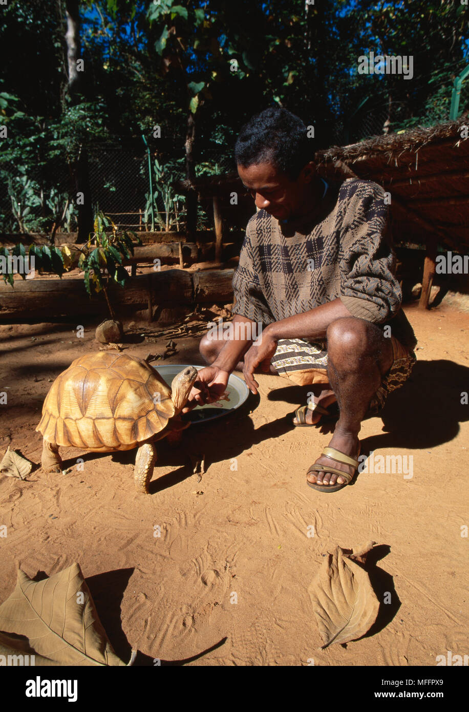 Tortue sillonnée de Madagascar Geochelone yniphora tortue plus rares du ...