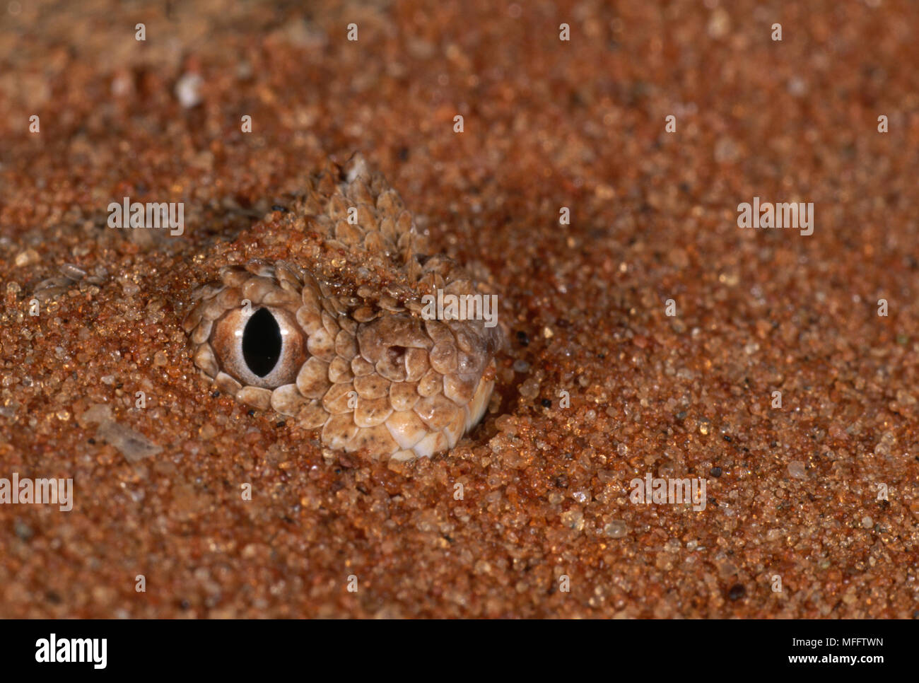 Bitis schneideri Banque de photographies et d’images à haute résolution ...