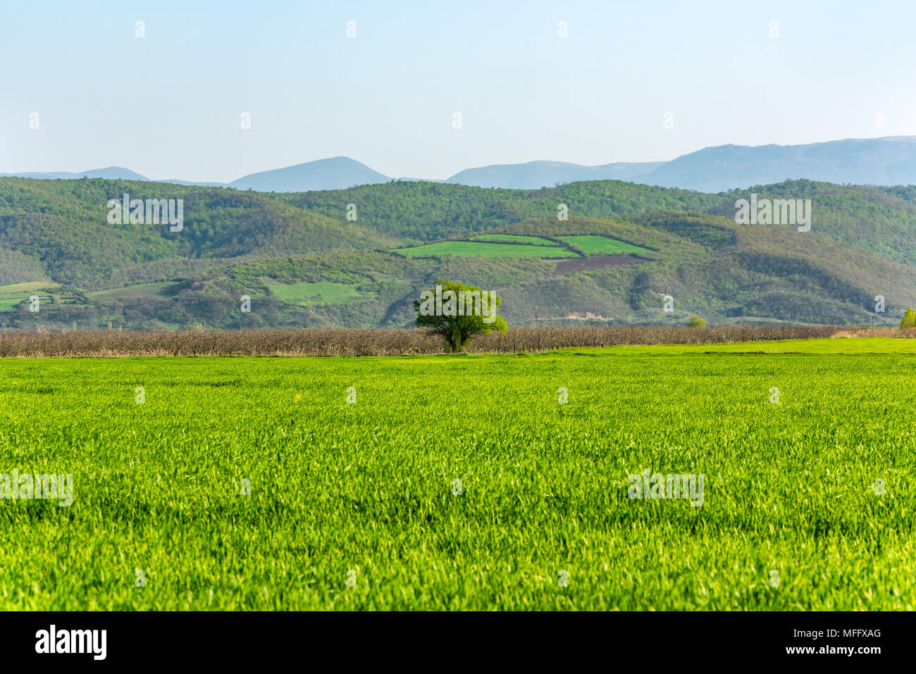 Arbre vert solitaire Banque de photographies et d’images à haute ...