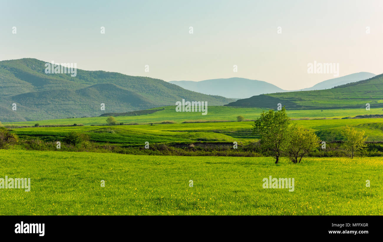 Arbre vert solitaire Banque de photographies et d’images à haute ...