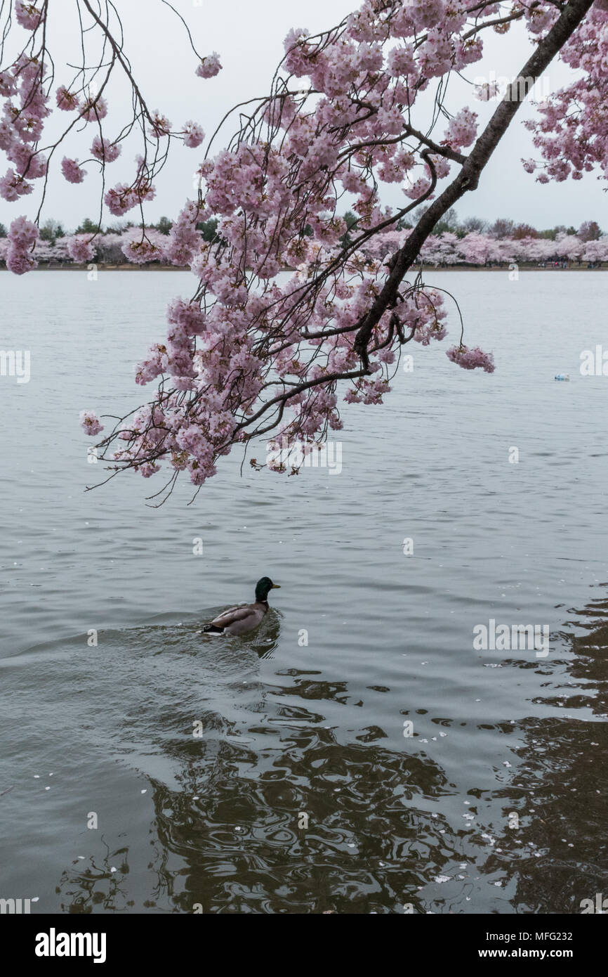 C canard Banque de photographies et d’images à haute résolution - Alamy