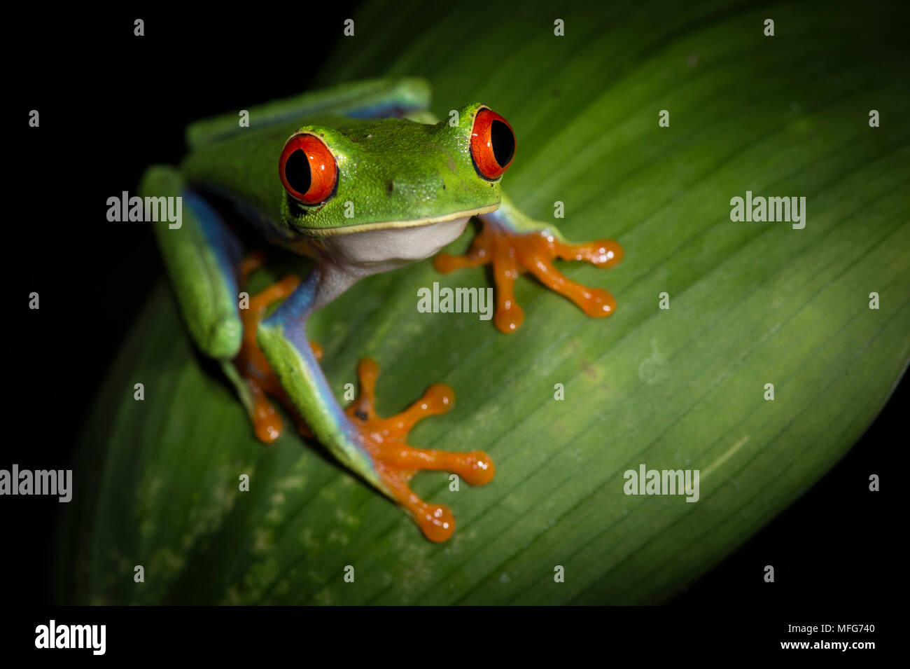 Grenouille arboricole Banque de photographies et d’images à haute ...