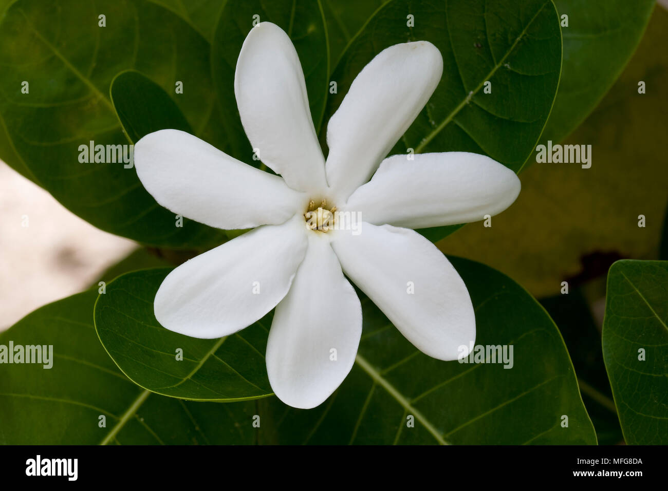 Tiare gardenia tahitensis Banque d'image et photos - Alamy