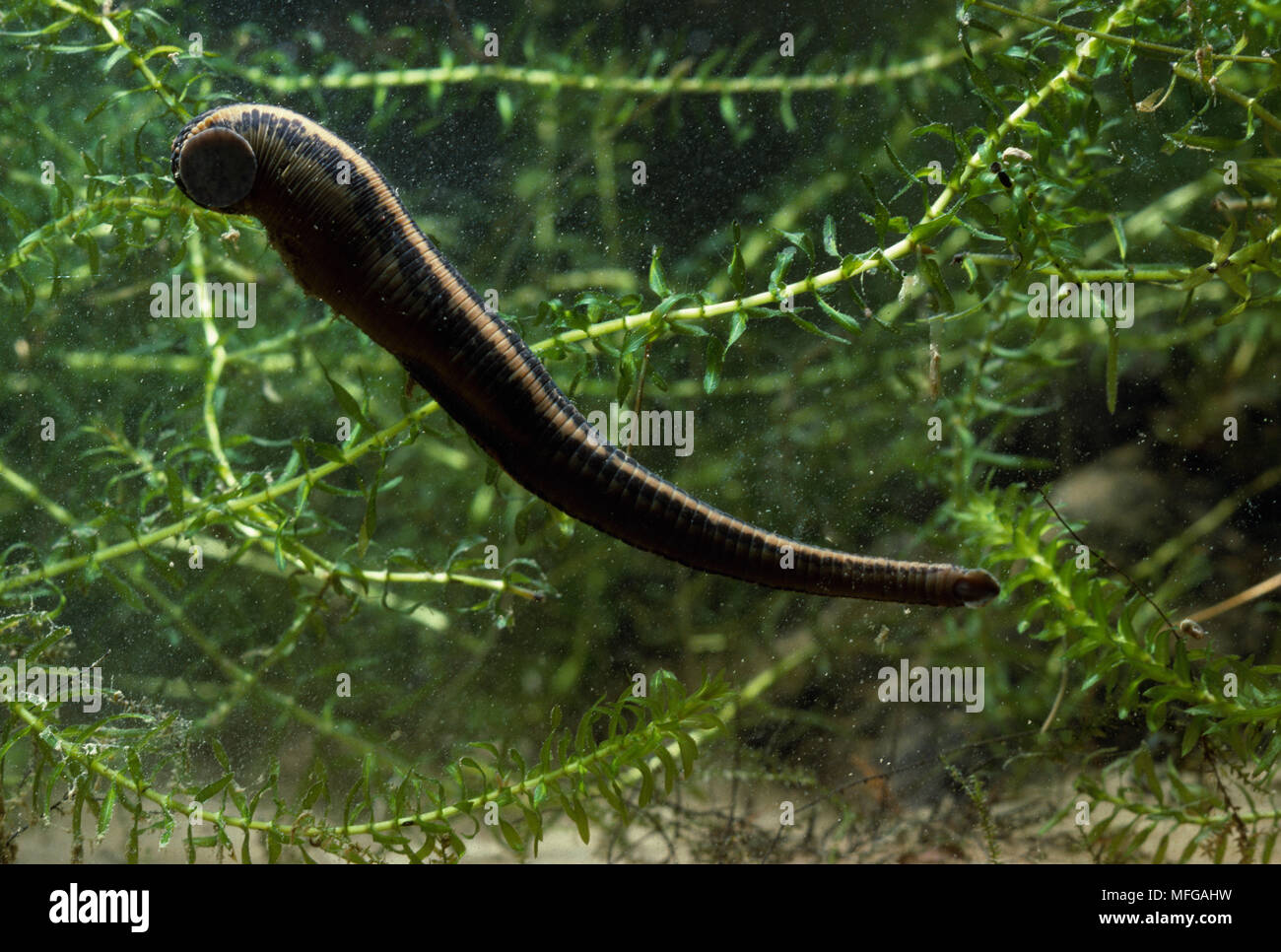Sangsues Medicinalis Banque d'image et photos - Alamy