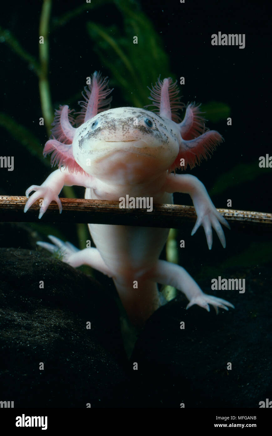 MEXICAN axolotl Ambystoma mexicanum Neotonic (larve) reproduction Photo ...