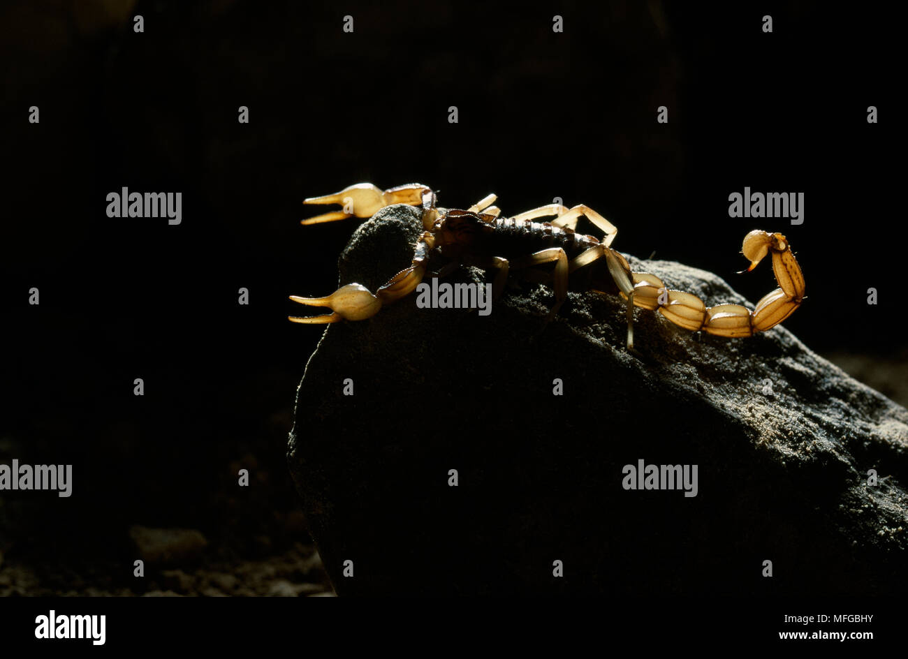 European buthus scorpion Banque de photographies et d’images à haute ...