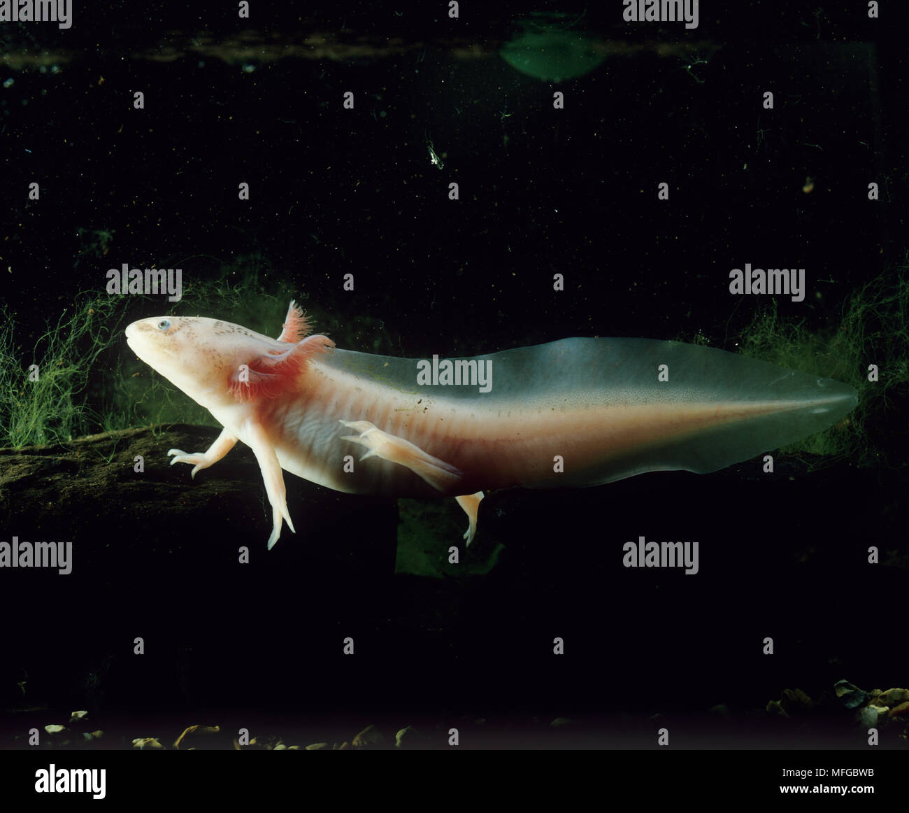 Axolotls mexicains Banque de photographies et d’images à haute ...