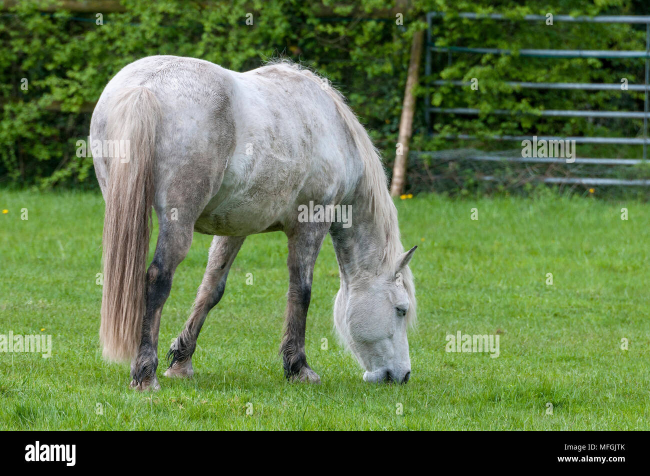 Cheval gris pommelé d'herbe de pâturage Photo Stock - Alamy