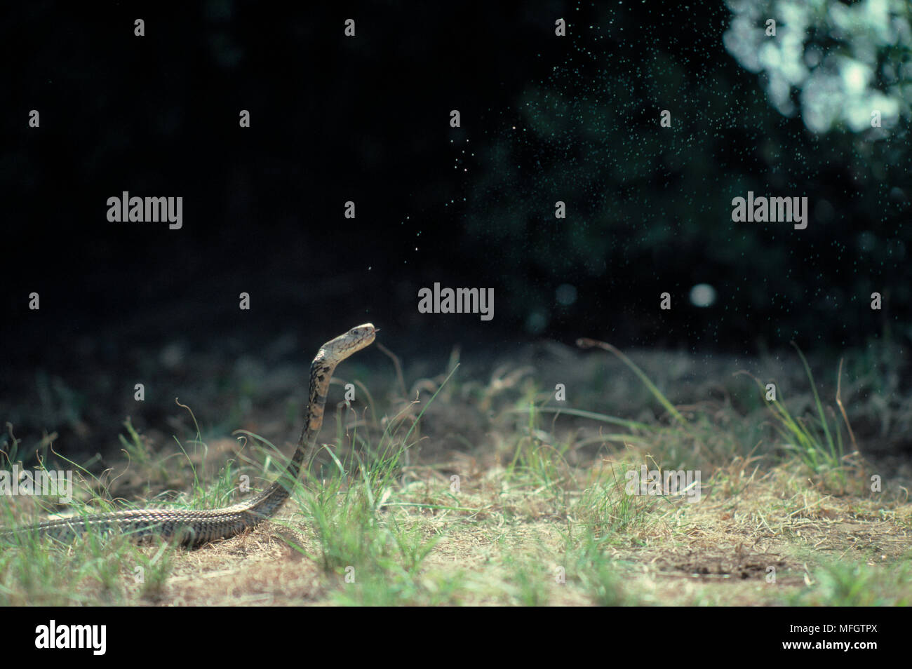 Cobra cracheur de mozambique Banque de photographies et d’images à ...
