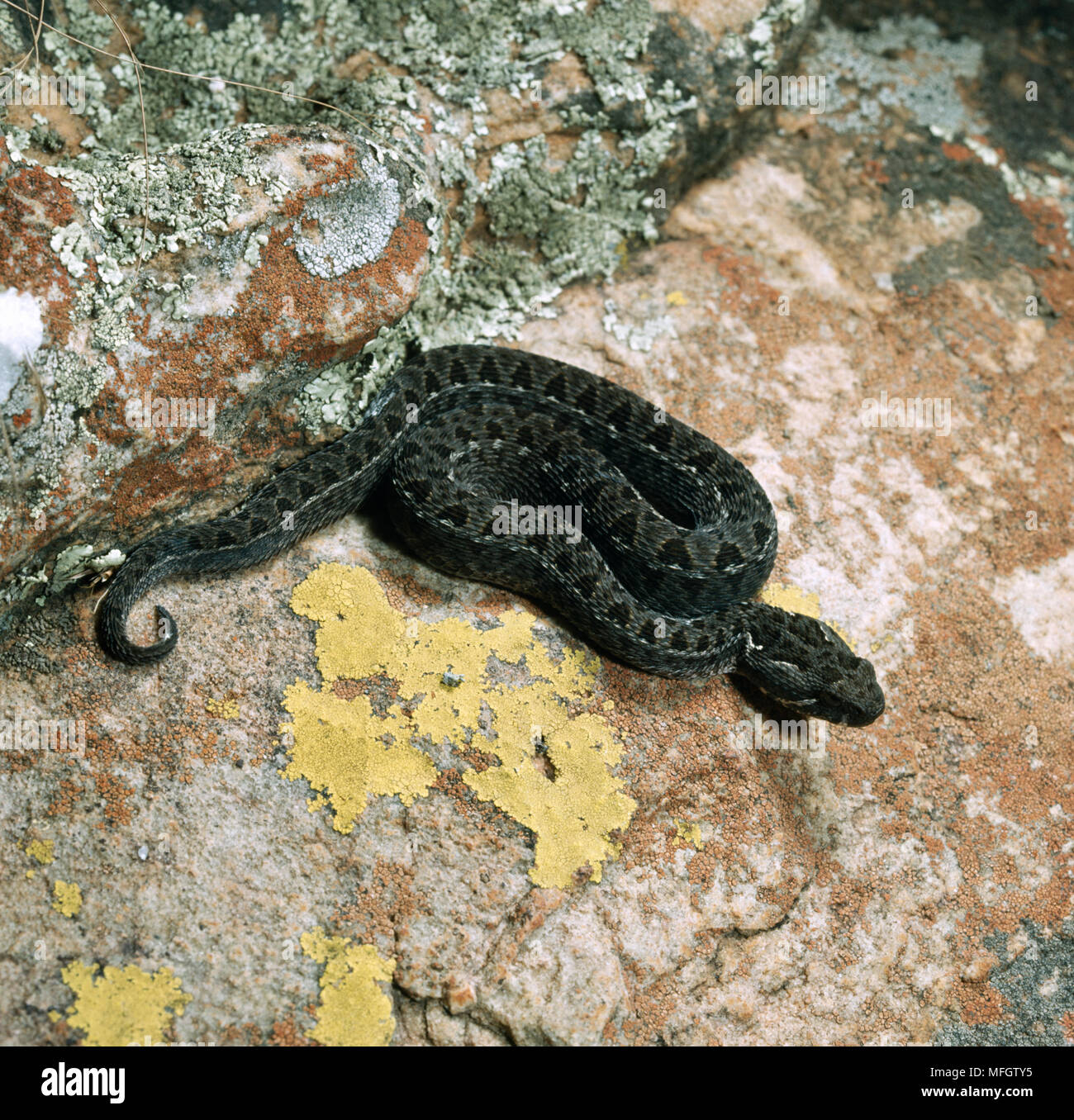 Bitis atropos Banque de photographies et d’images à haute résolution ...