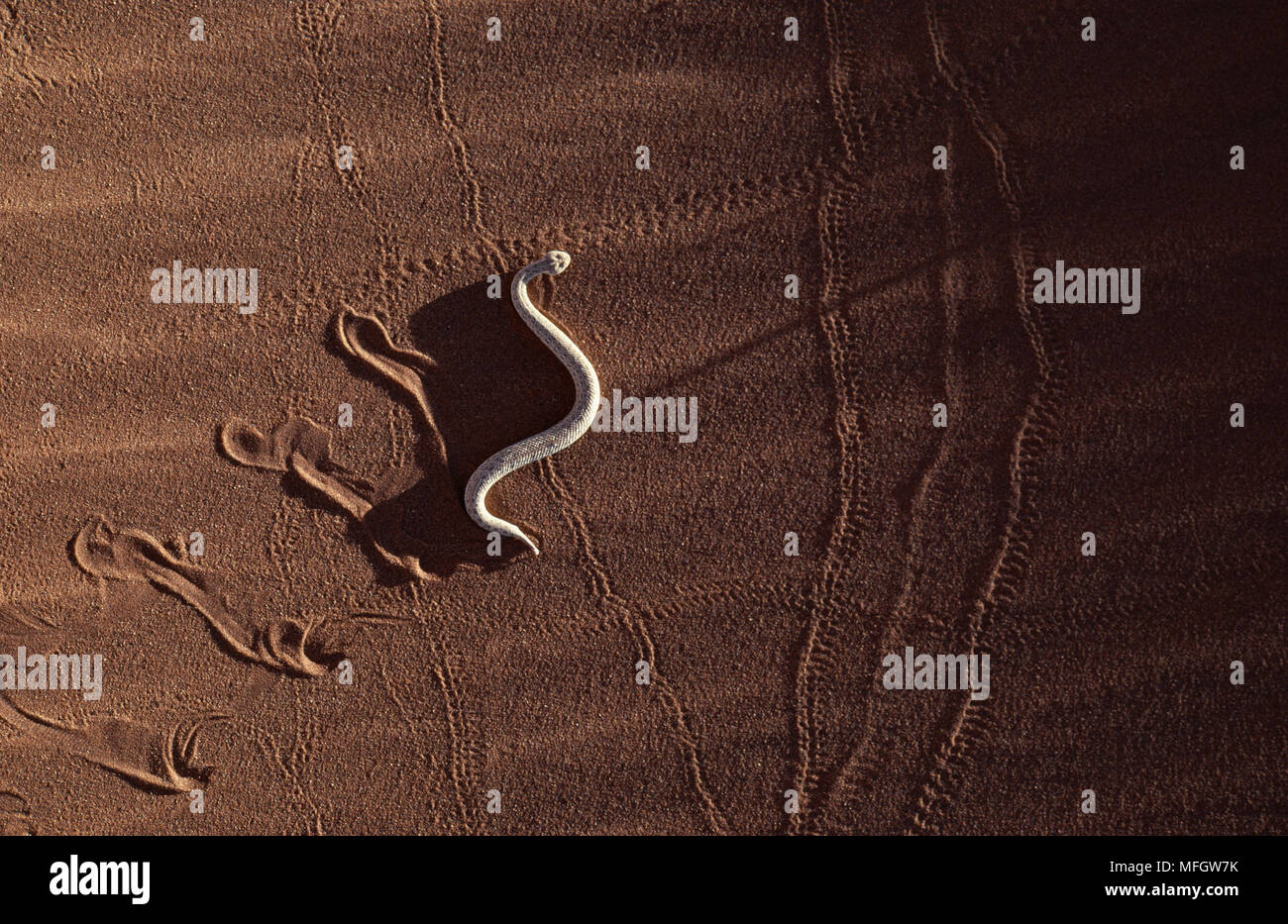 Pistes de serpent pistes de serpent de sable Banque de photographies et ...