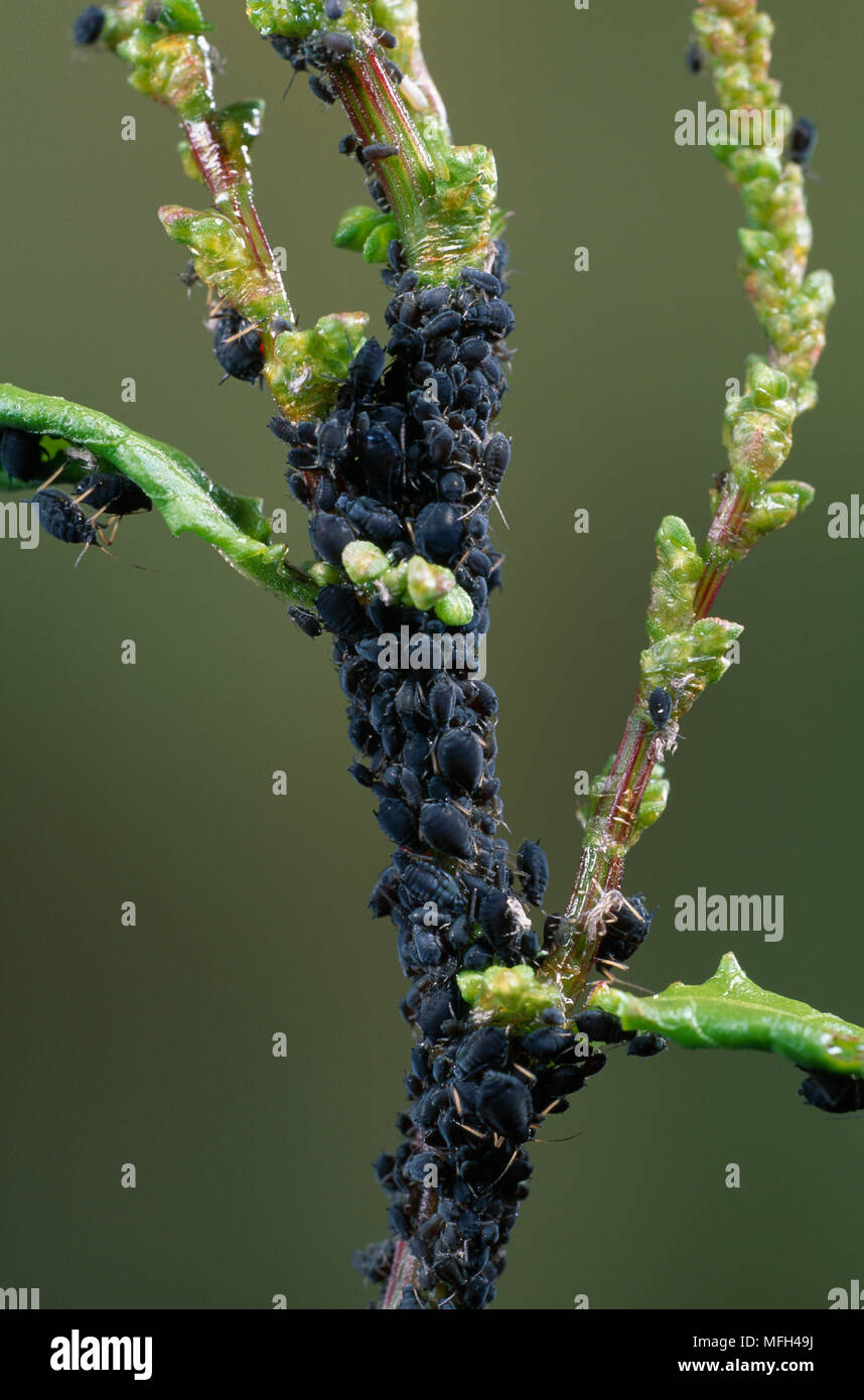 Aphis sp Banque de photographies et d’images à haute résolution - Alamy
