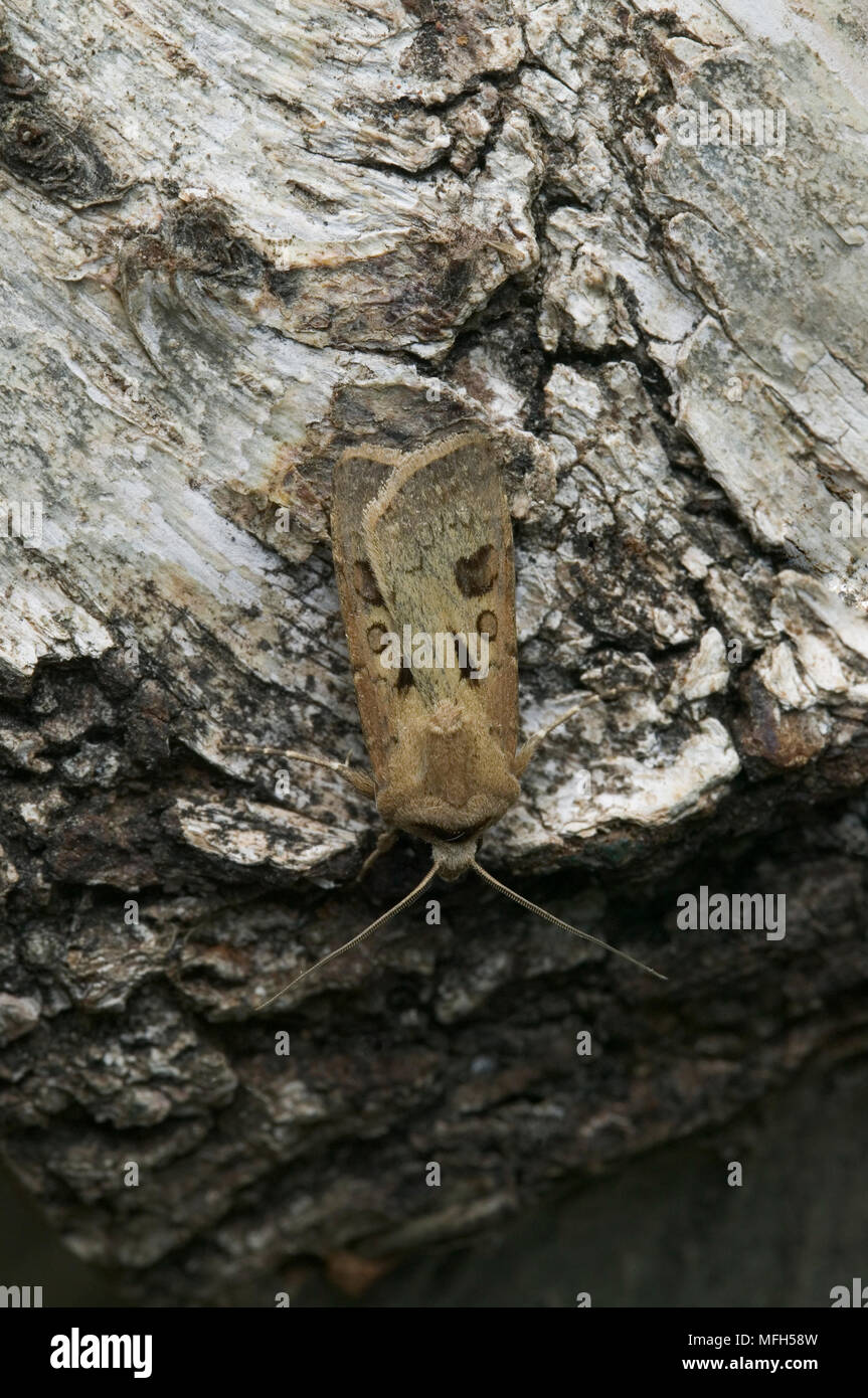 Heart and dart moth agrotis exclamationis Banque de photographies et d ...
